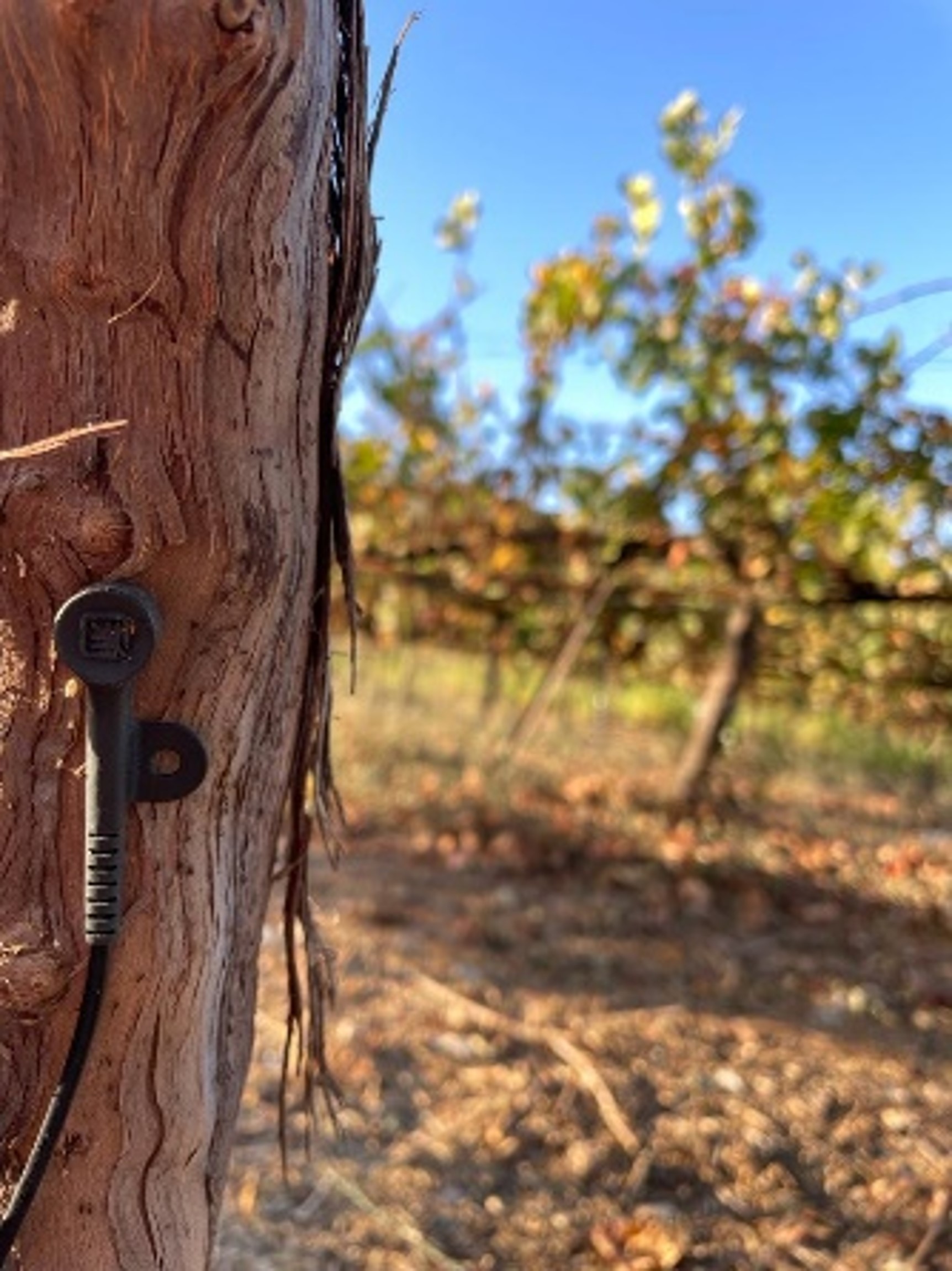 TreetoScope -Flow sensor - Blank innovations